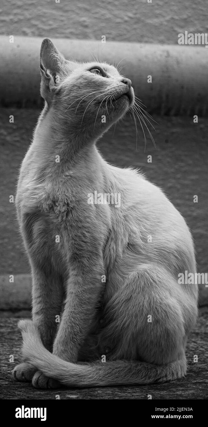 A vertical greyscale shot of a cute cat looking up Stock Photo - Alamy