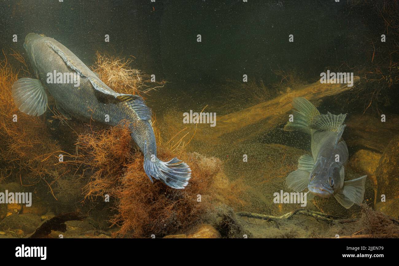 pike-perch, zander (Stizostedion lucioperca, Sander lucioperca ...