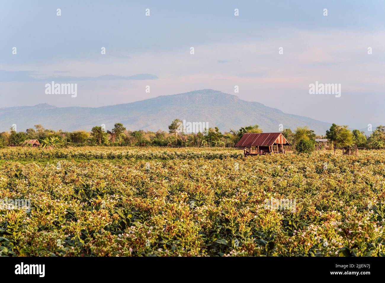 Tobacco section hi-res stock photography and images - Alamy