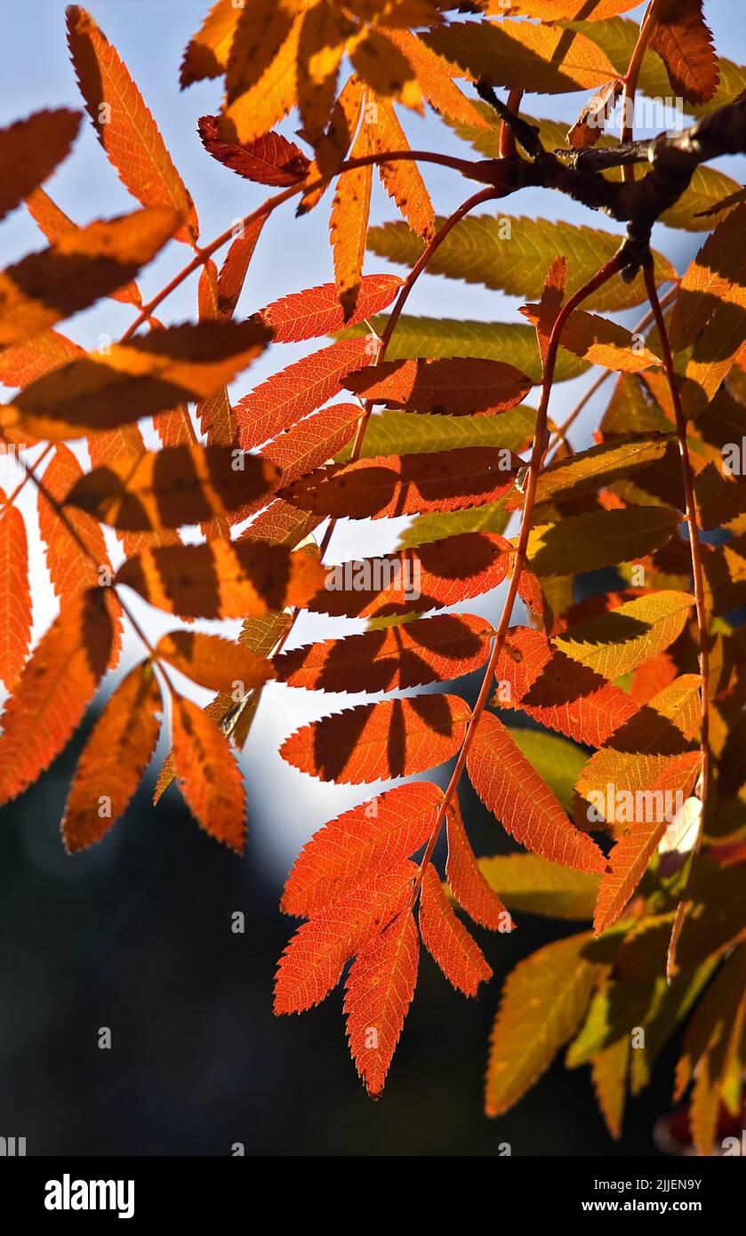 European mountain-ash, rowan tree (Sorbus aucuparia), autumn colours ...