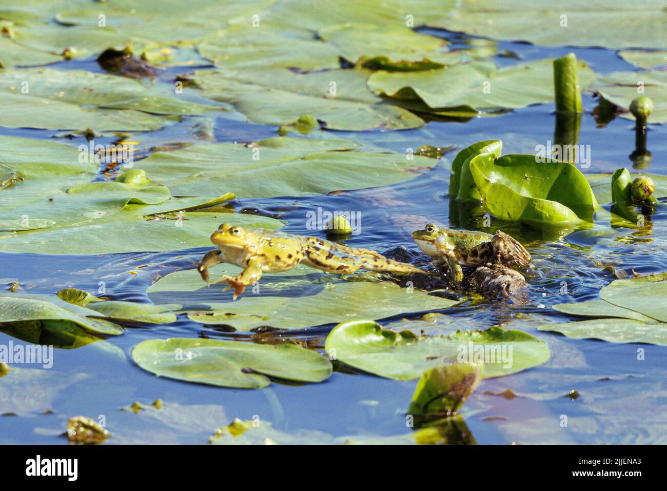 European edible frog, common edible frog (Rana kl. esculenta, Rana ...
