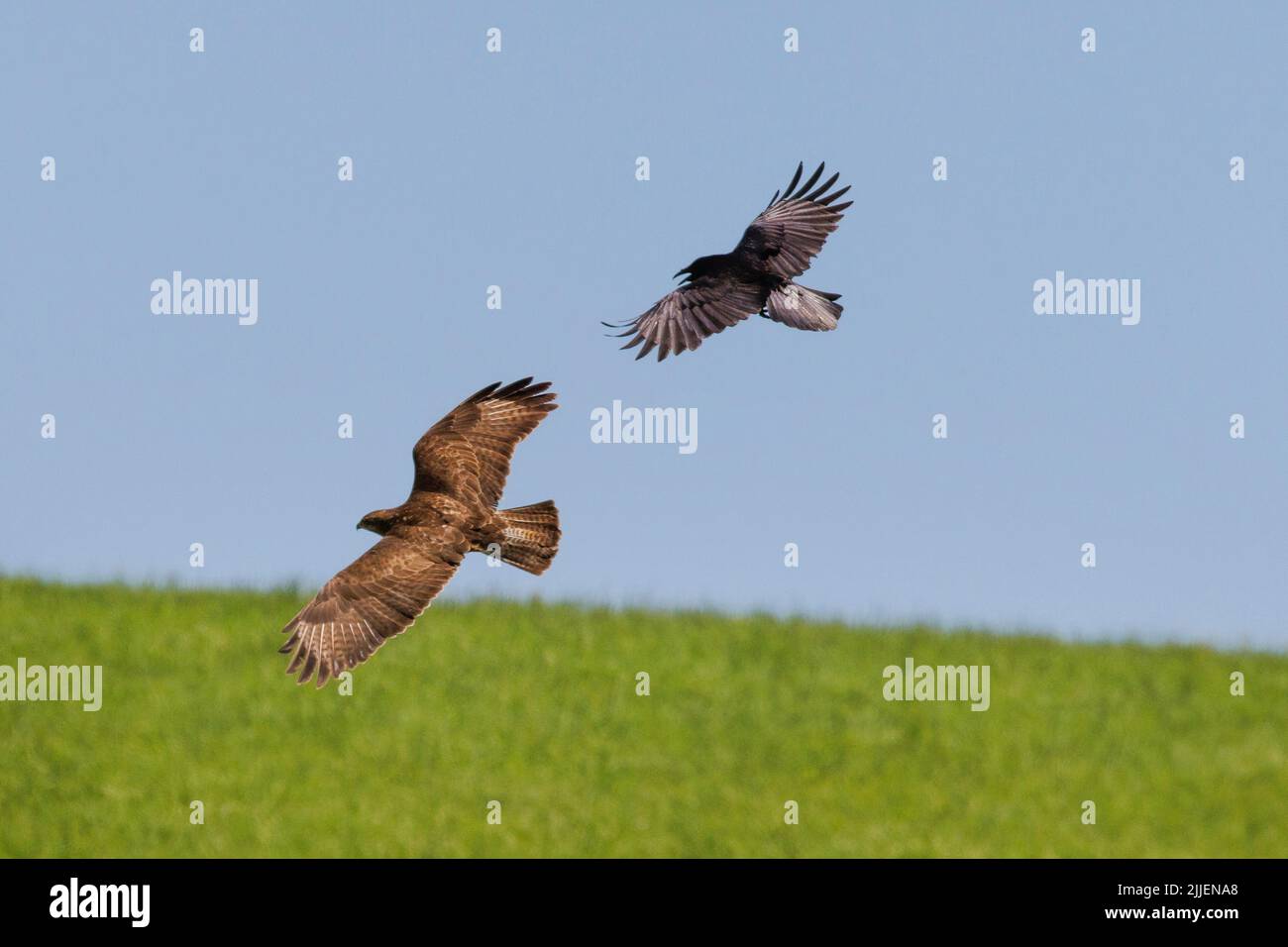 Eurasian buzzard (Buteo buteo), attacked by a carrion crow in flight ...