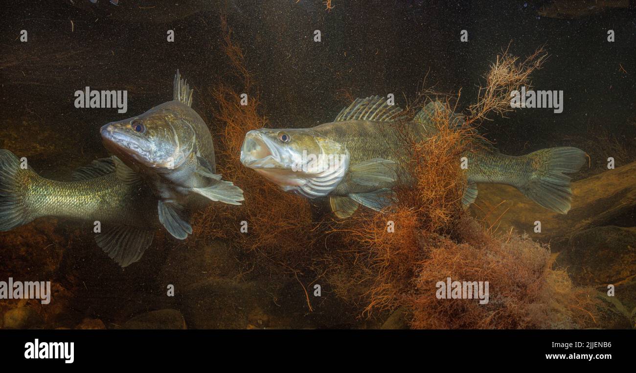 sea zander (Stizostedion marina), male chases female away from the ...