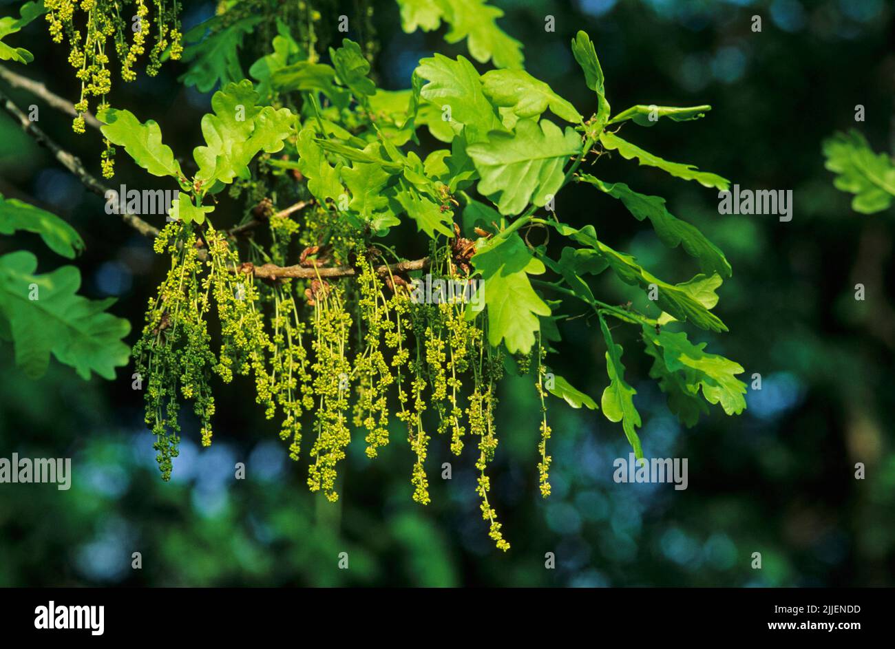 common oak, pedunculate oak, English oak (Quercus robur, Quercus ...