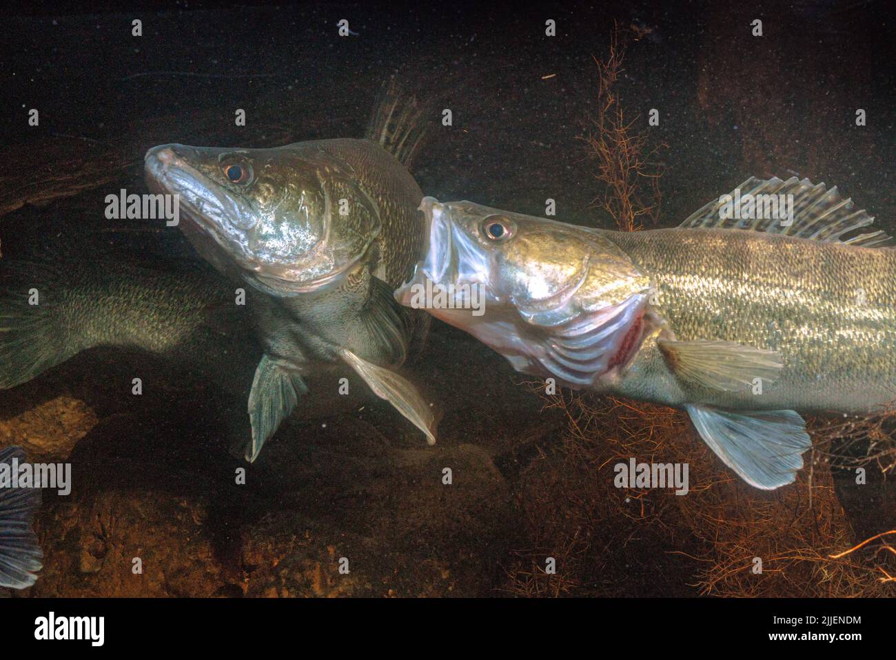 Fish zander animal animals fish hi-res stock photography and images - Alamy