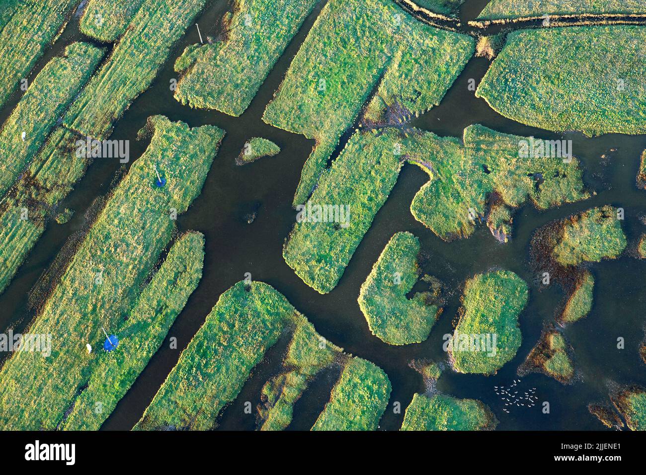 Marshland environment hi-res stock photography and images - Alamy