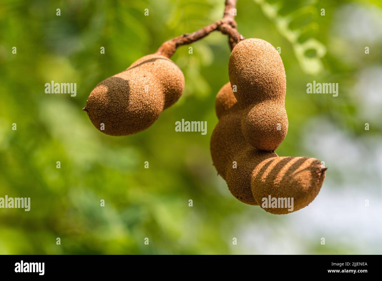 Tamarind (Tamarindus indica), Close-up of Tamarind fruits on a tree ...