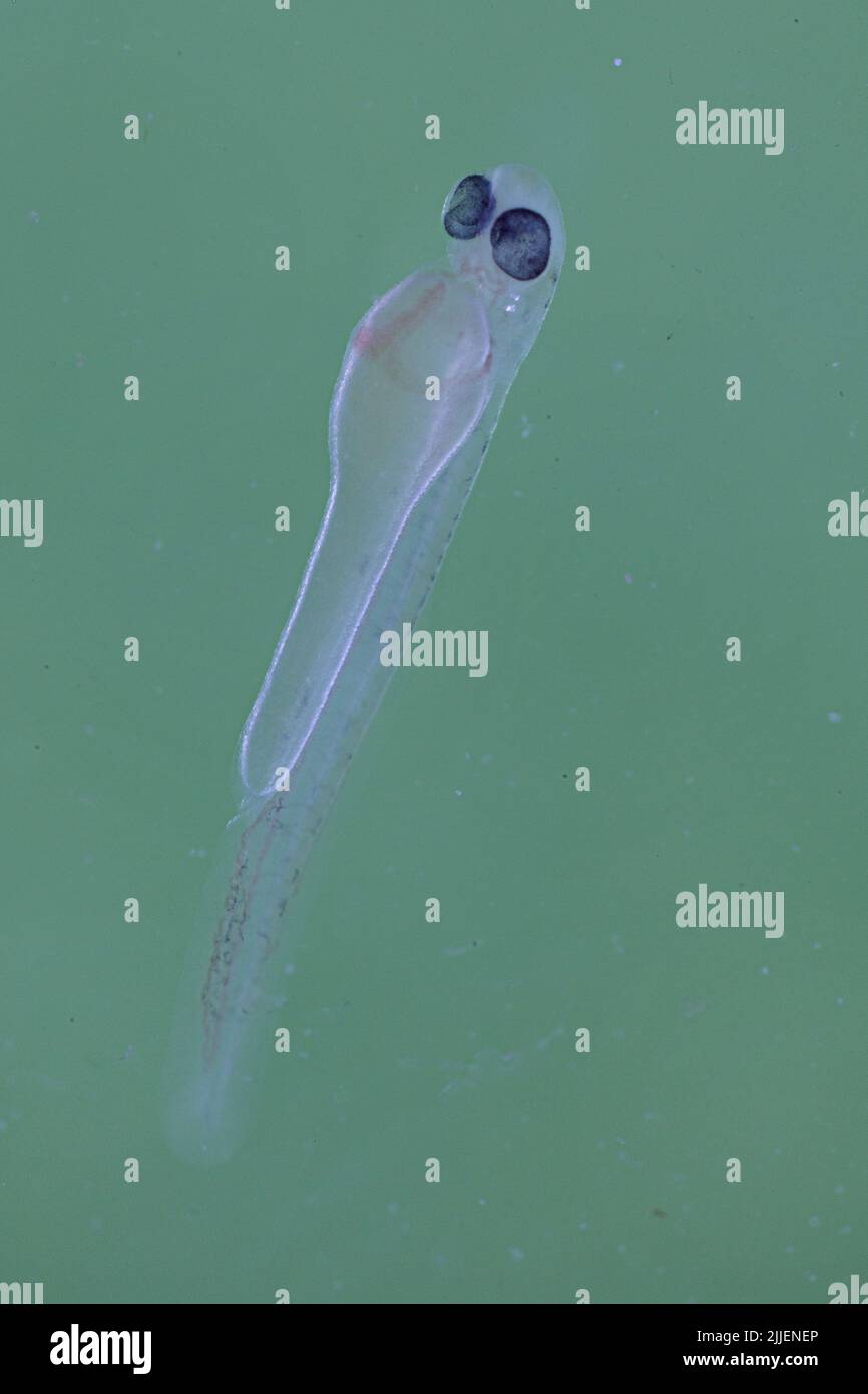 minnow, Eurasian minnow (Phoxinus phoxinus), yolk sac larva, Germany ...