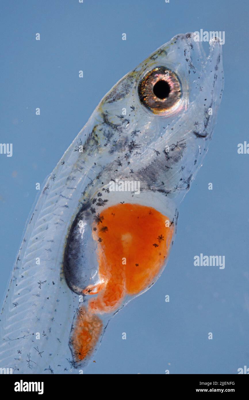 pike-perch, zander (Stizostedion lucioperca, Sander lucioperca ...