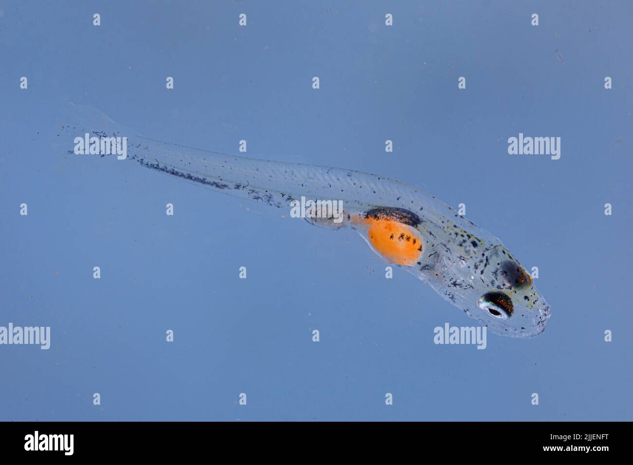pike-perch, zander (Stizostedion lucioperca, Sander lucioperca), larva ...
