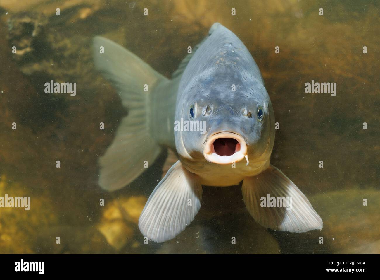 carp, common carp, European carp (Cyprinus carpio), swimming, front ...