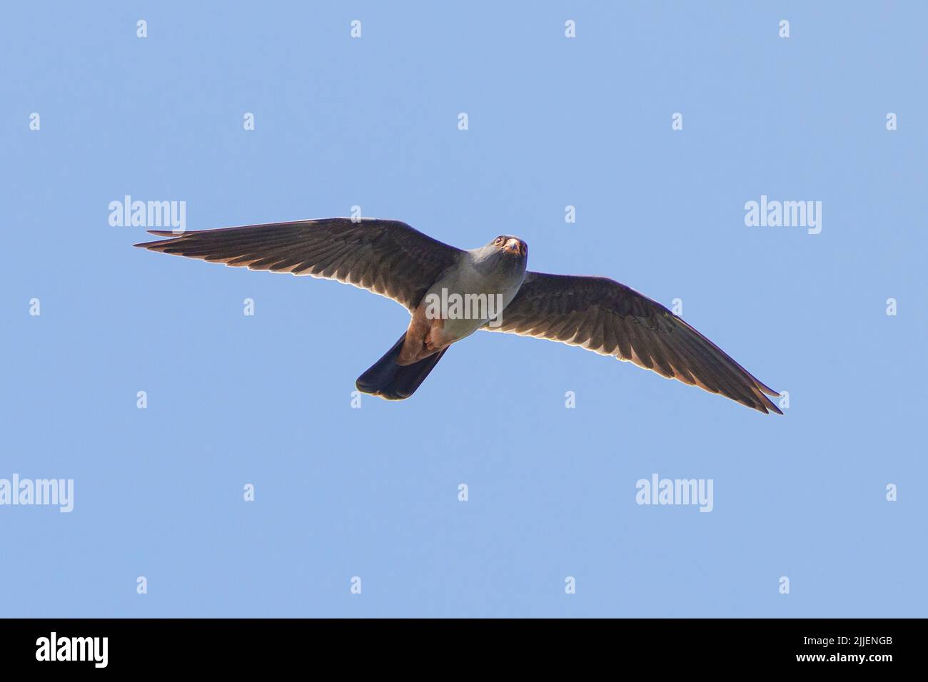 western red-footed falcon (Falco vespertinus), male hunting mayflies ...