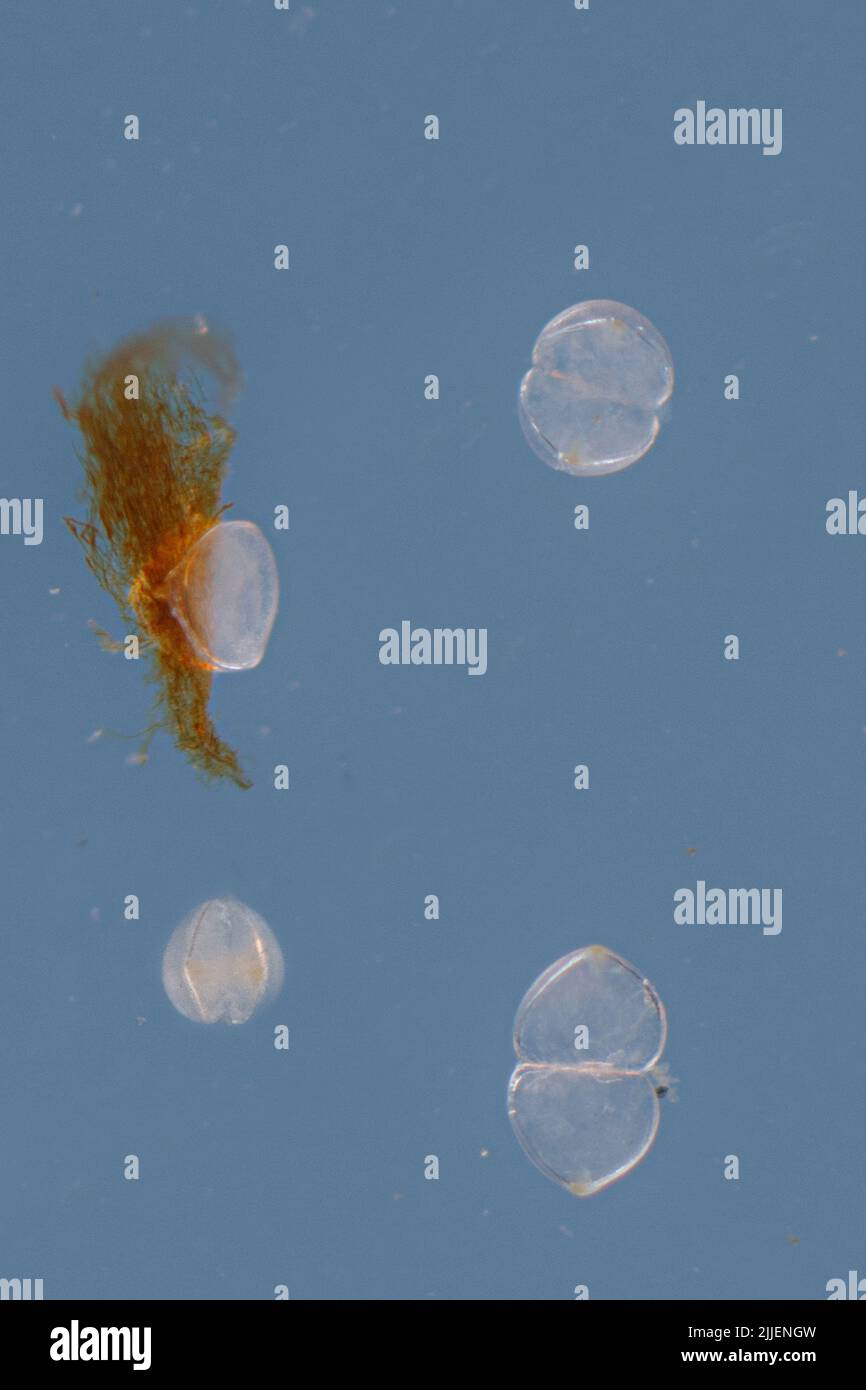 Common central european river mussels hi-res stock photography and ...