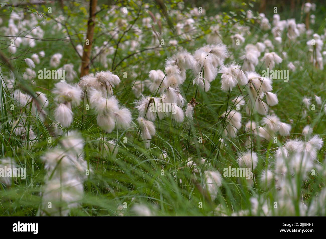 common cotton-grass, narrow-leaved cotton-grass (Eriophorum ...