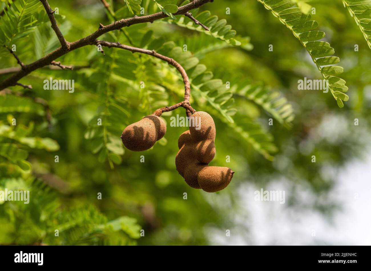 Tamarind (Tamarindus indica), Close-up of Tamarind fruits on a tree ...