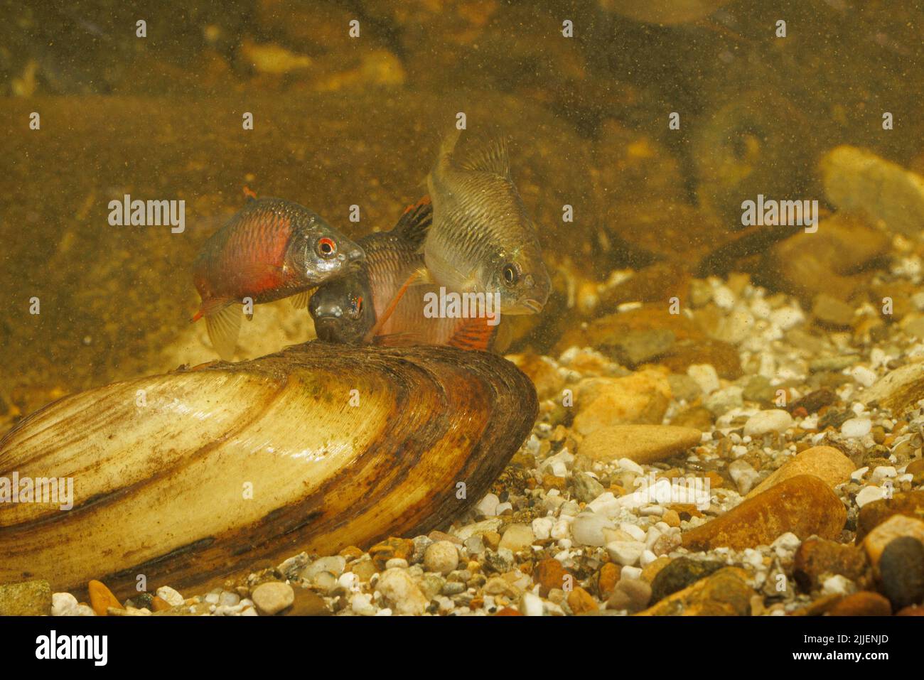 bitterling (Rhodeus amarus, Rhodeus sericeus, Rhodeus sericeus amarus ...