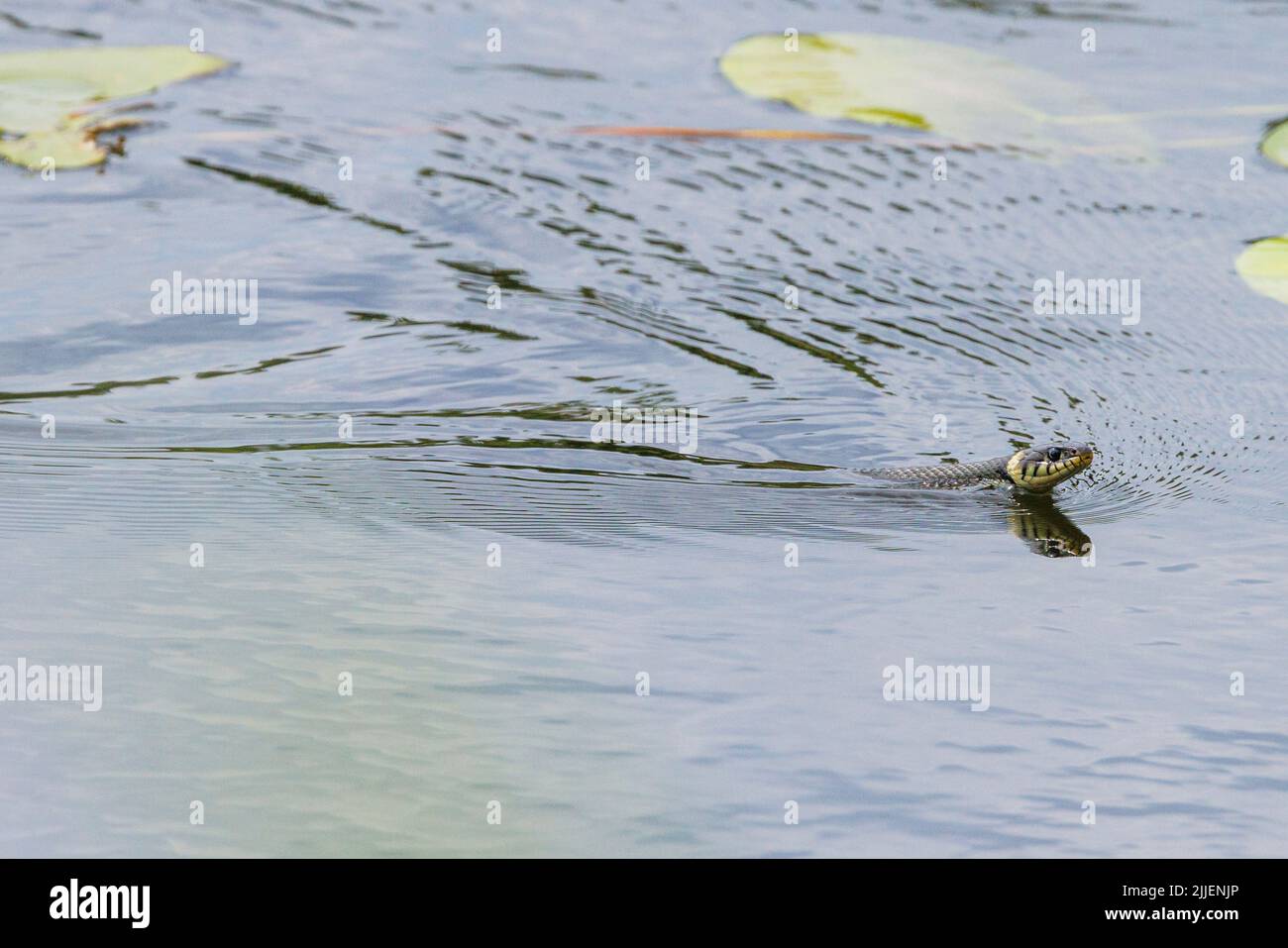 grass snake (Natrix natrix), swimming in the lake through a field of ...