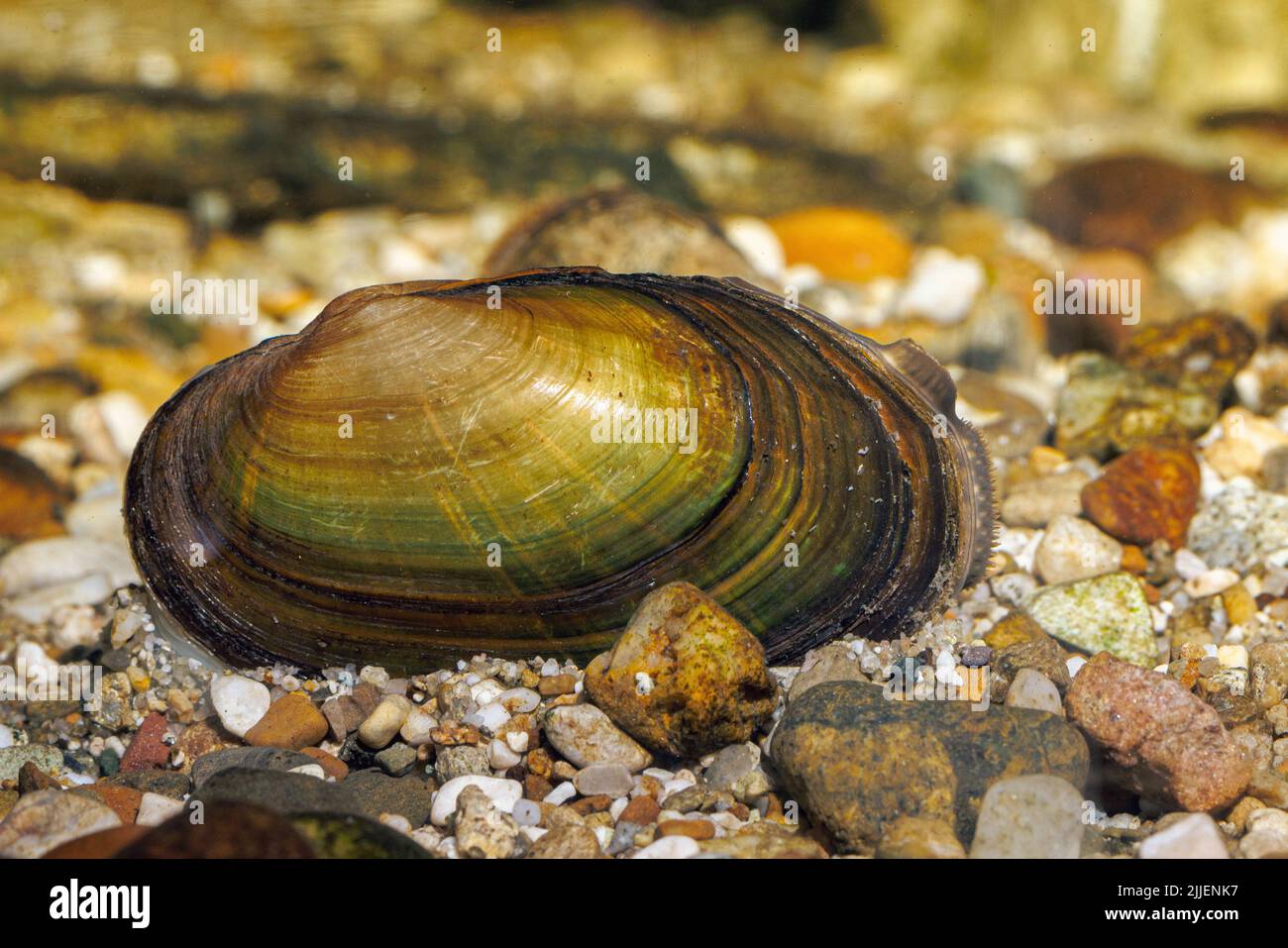 Common river mussel, Common Central European river mussel (Unio crassus ...