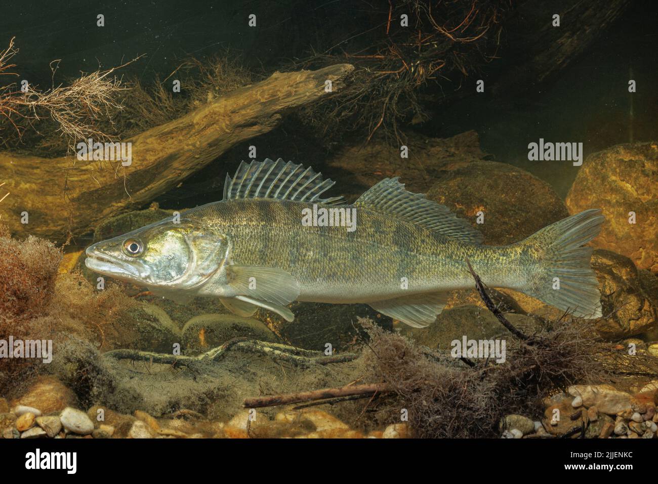 pike-perch, zander (Stizostedion lucioperca, Sander lucioperca), Male ...