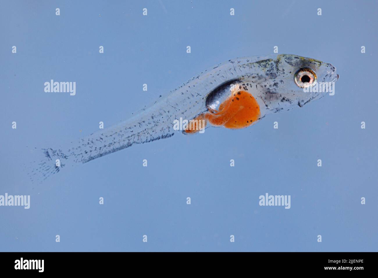 pike-perch, zander (Stizostedion lucioperca, Sander lucioperca), larva ...