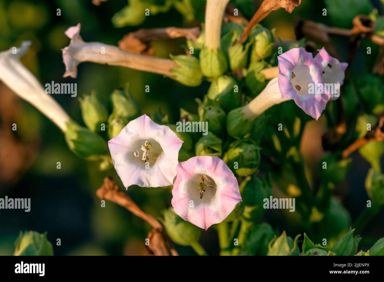Flowering tobacco plants hi-res stock photography and images - Alamy
