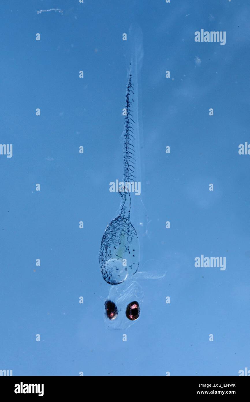 pike-perch, zander (Stizostedion lucioperca, Sander lucioperca), larva ...