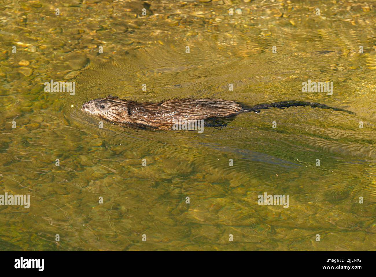 muskrat (Ondatra zibethicus), swimming in a river, side view, Germany ...