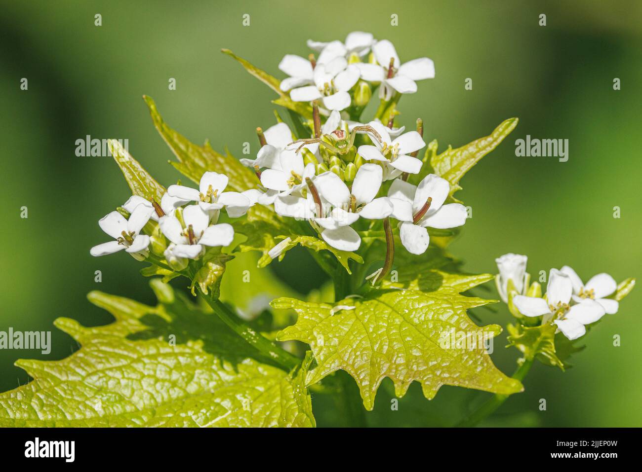 Garlic mustard, Hedge Garlic, Jack-by-the-Hedge (Alliaria petiolata ...