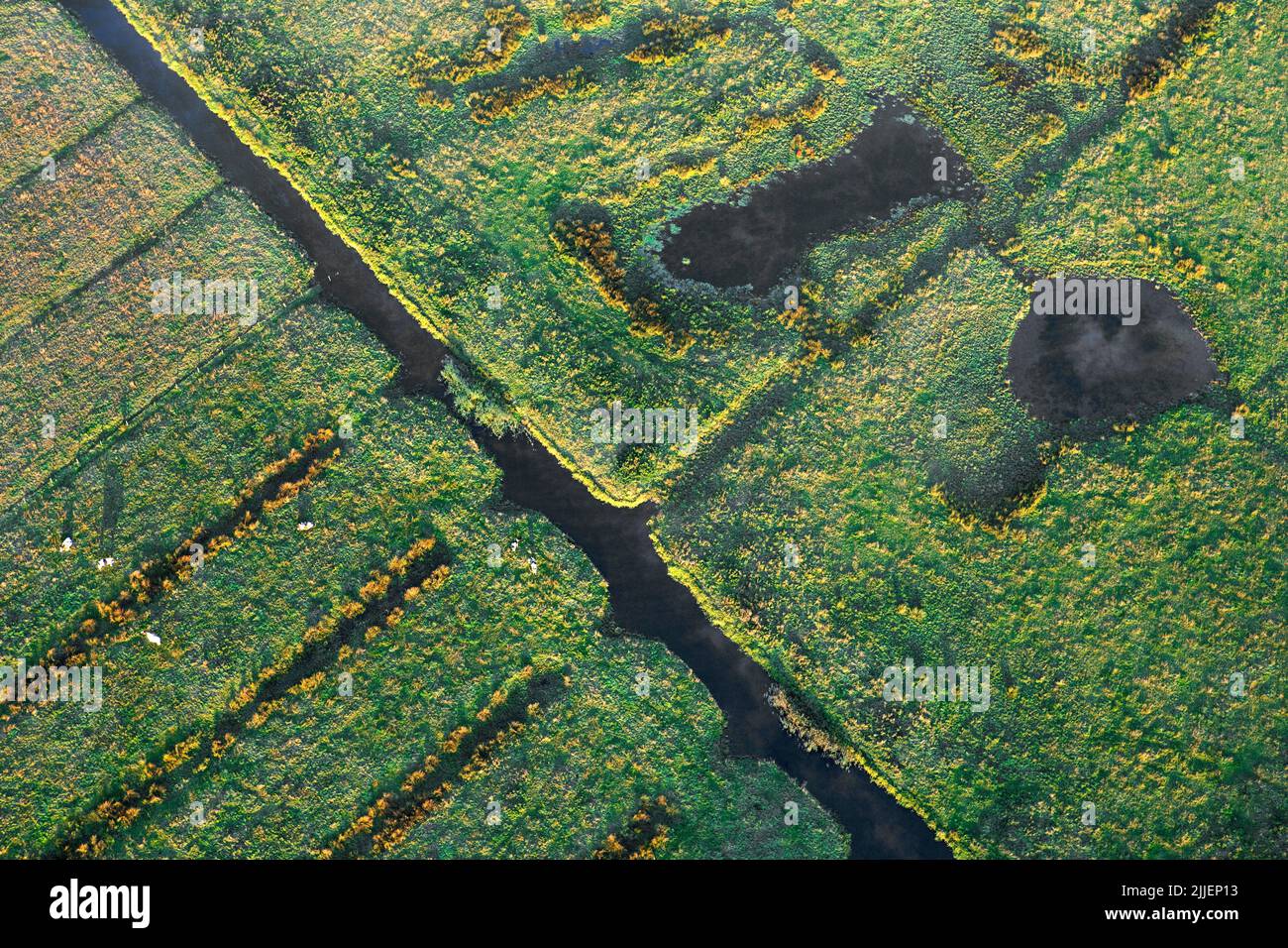 marsh meadows and channels, aerial view, Belgium, Flanders, Knokke ...
