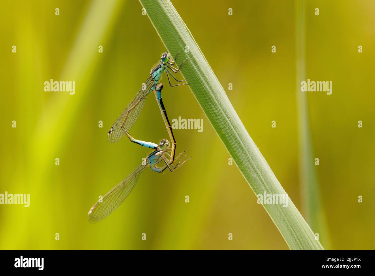 lesser ischnura, scarce blue-tailed damselfly, small bluetail (Ischnura ...