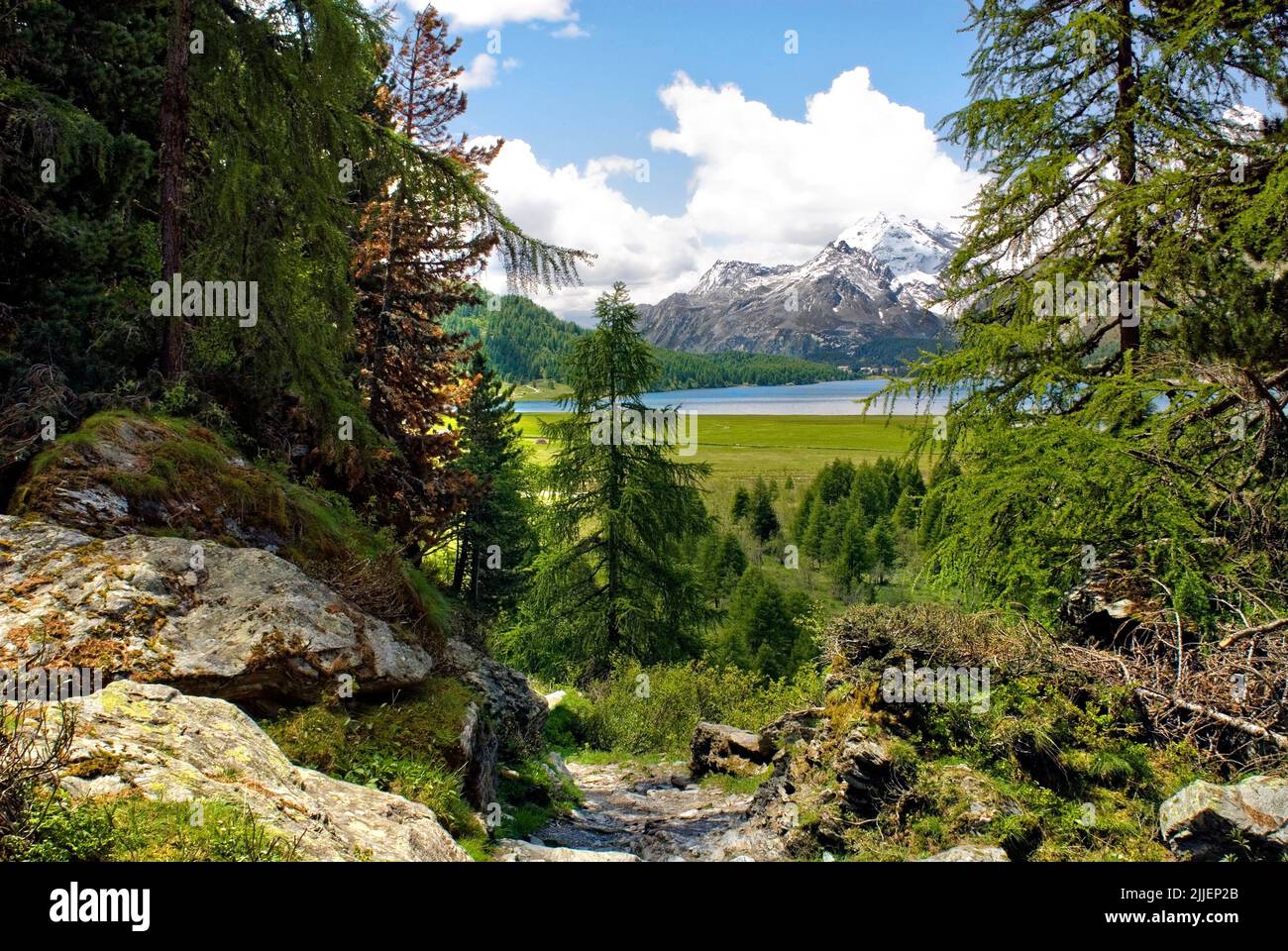 Summer landscape, Lake Sils, Switzerland, Grisons, Oberengadin, Sils ...