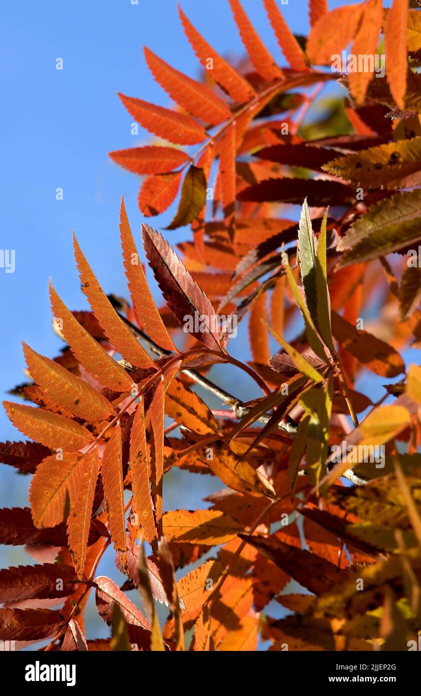 European mountain-ash, rowan tree (Sorbus aucuparia), autumn colours ...