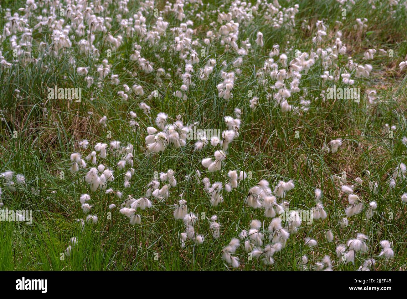 Common Cotton Grass Narrow Leaved Cotton Grass Eriophorum Angustifolium Spring In The