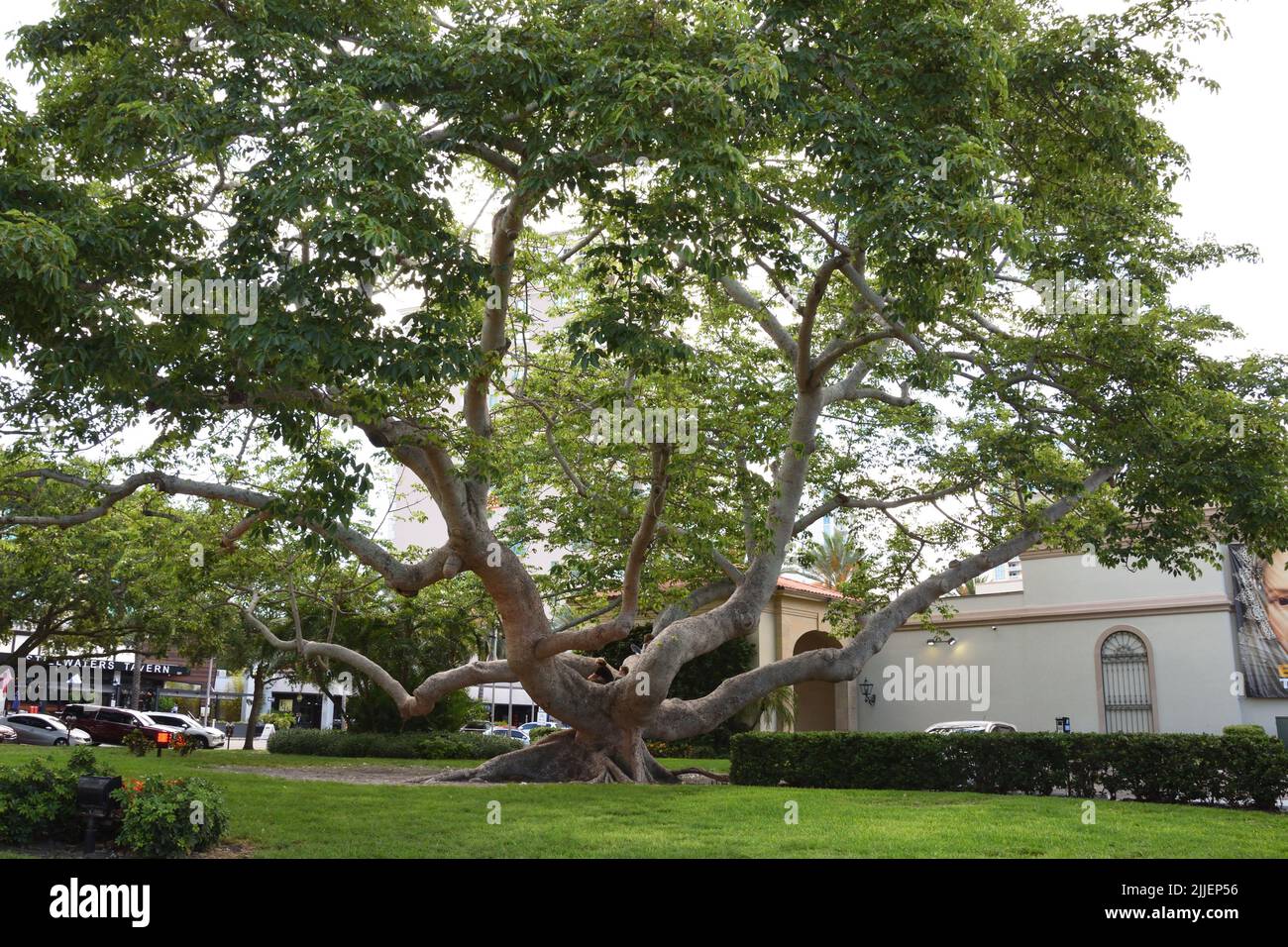 Red silk cotton tree (Bombax ceiba L) full of green leaves in summer ...