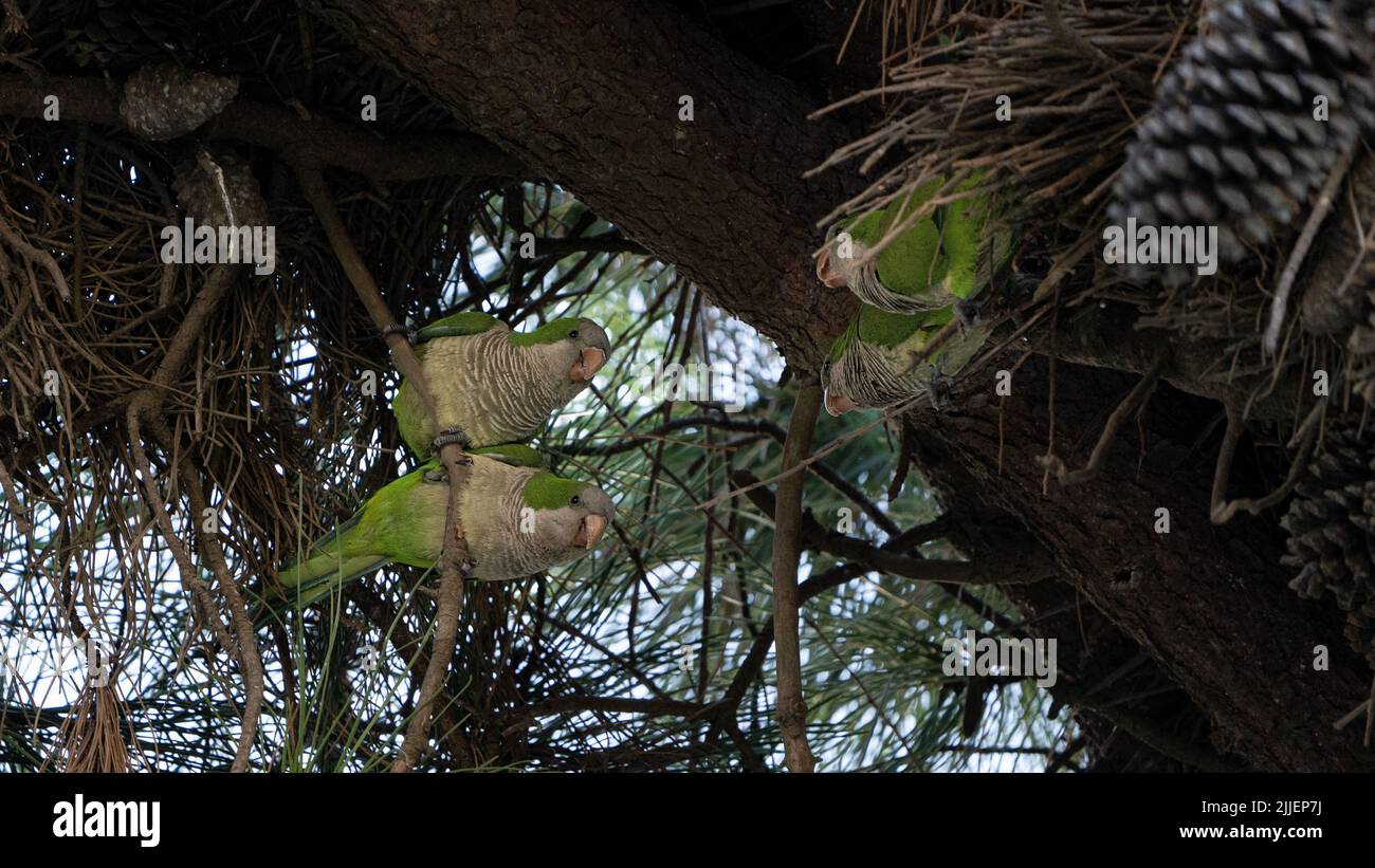 Four birds perched hi-res stock photography and images - Alamy