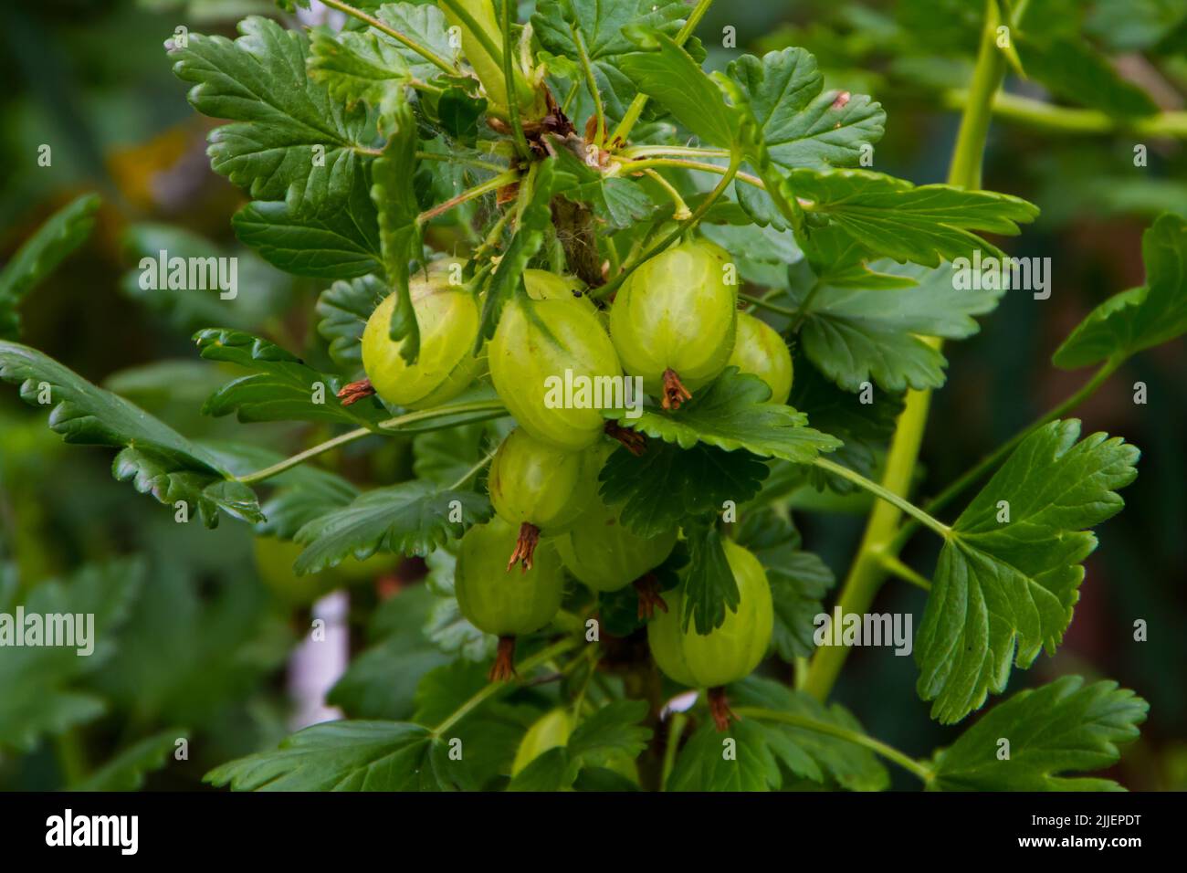 A Look at life in New Zealand: a walk around my organic, edible garden ...