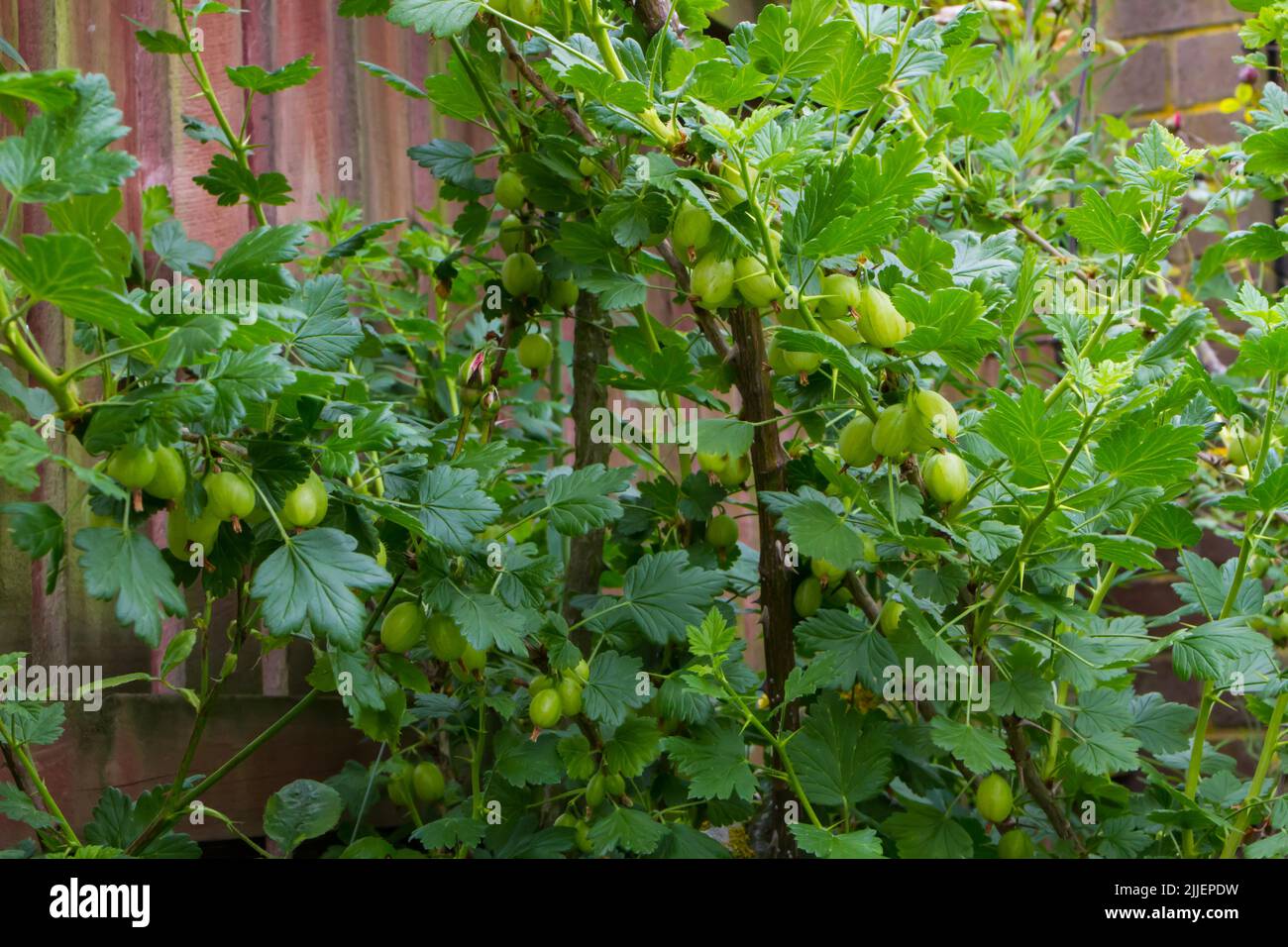 A Look at life in New Zealand: a walk around my organic, edible garden ...
