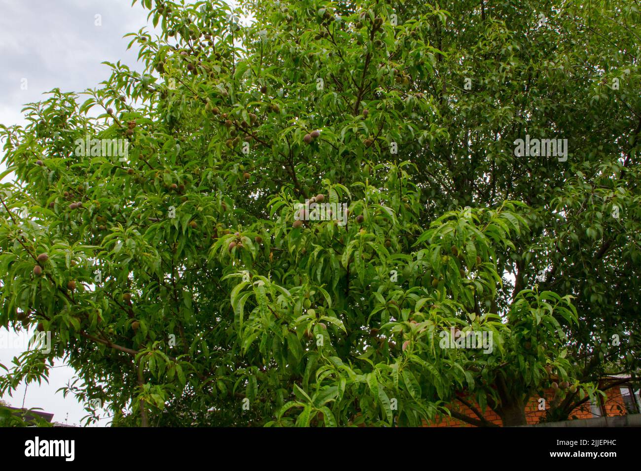 A Look at life in New Zealand:a walk around my organic, edible garden ...