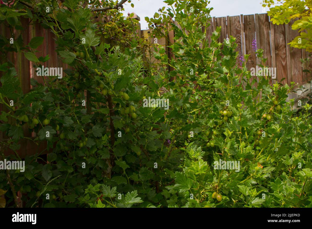 A Look at life in New Zealand: a walk around my organic, edible garden ...