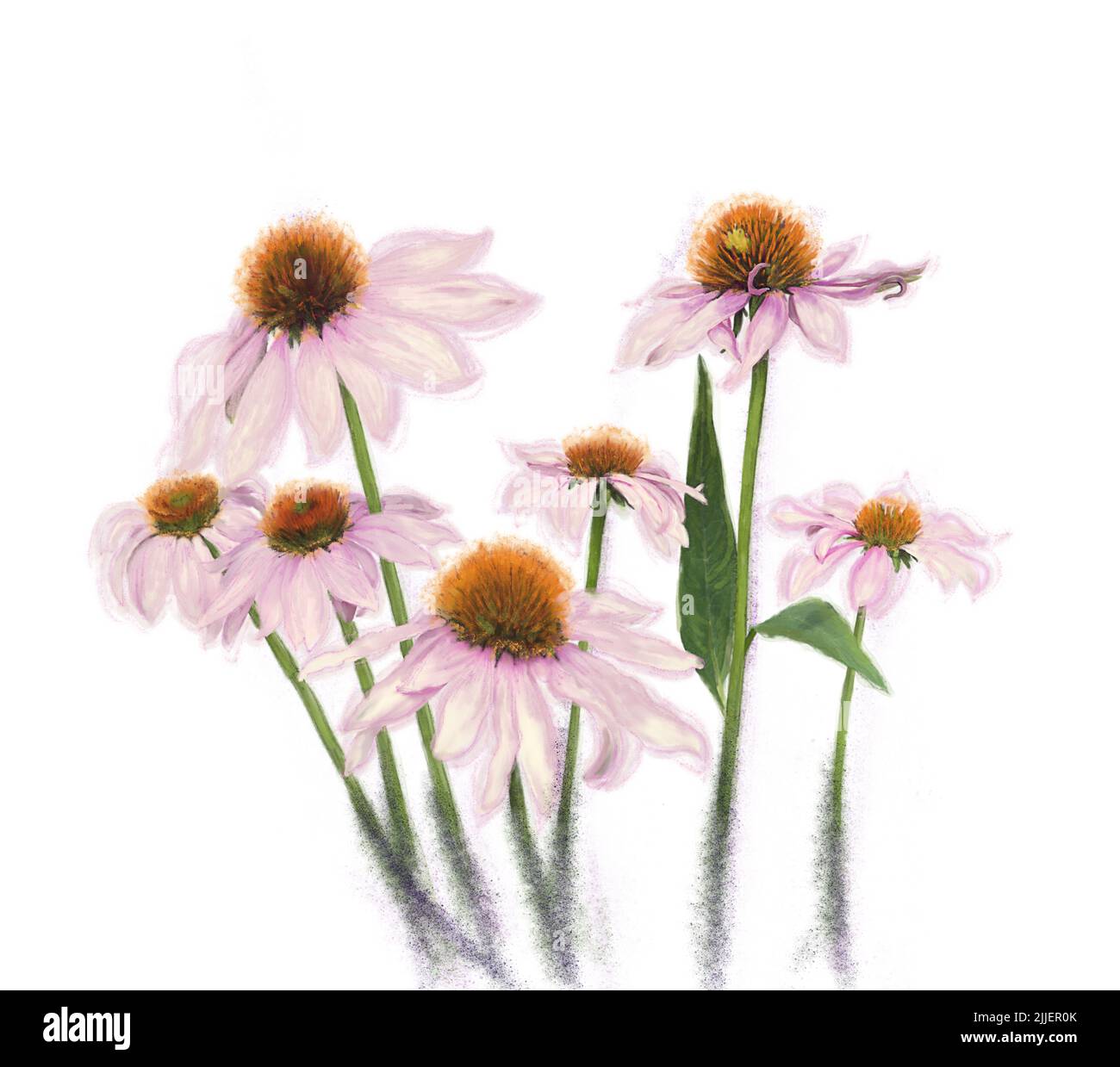 Digital Watercolor Painting of Pink Daisy Flowers on White Background ...