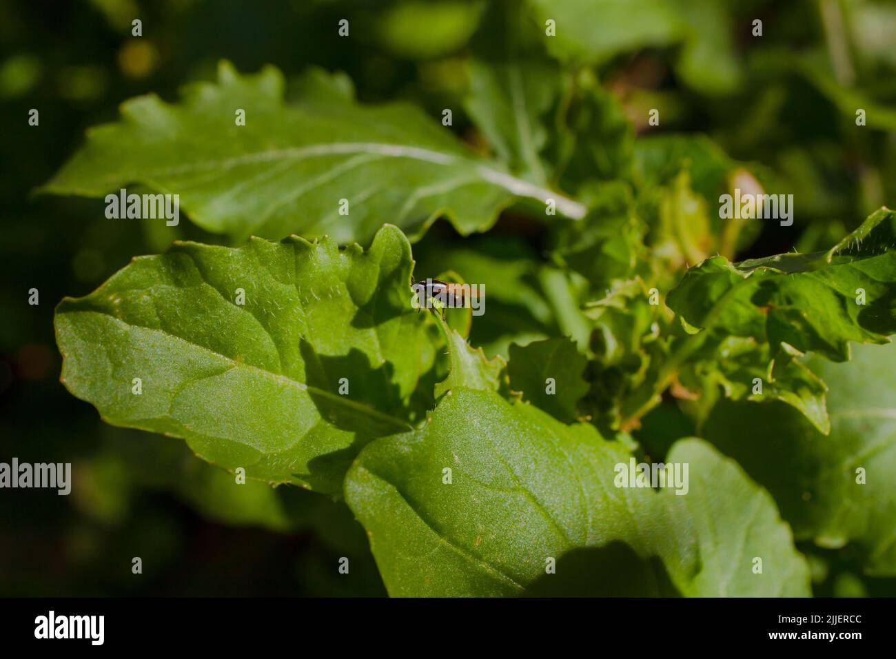 A Look at life in New Zealand: a walk around my organic, edible garden ...