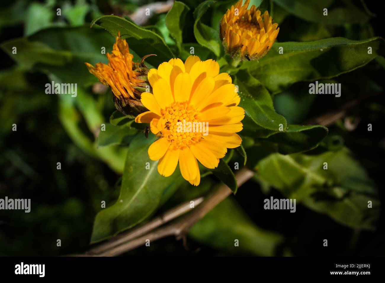 A Look at life in New Zealand: my organic, edible garden. Edible ...
