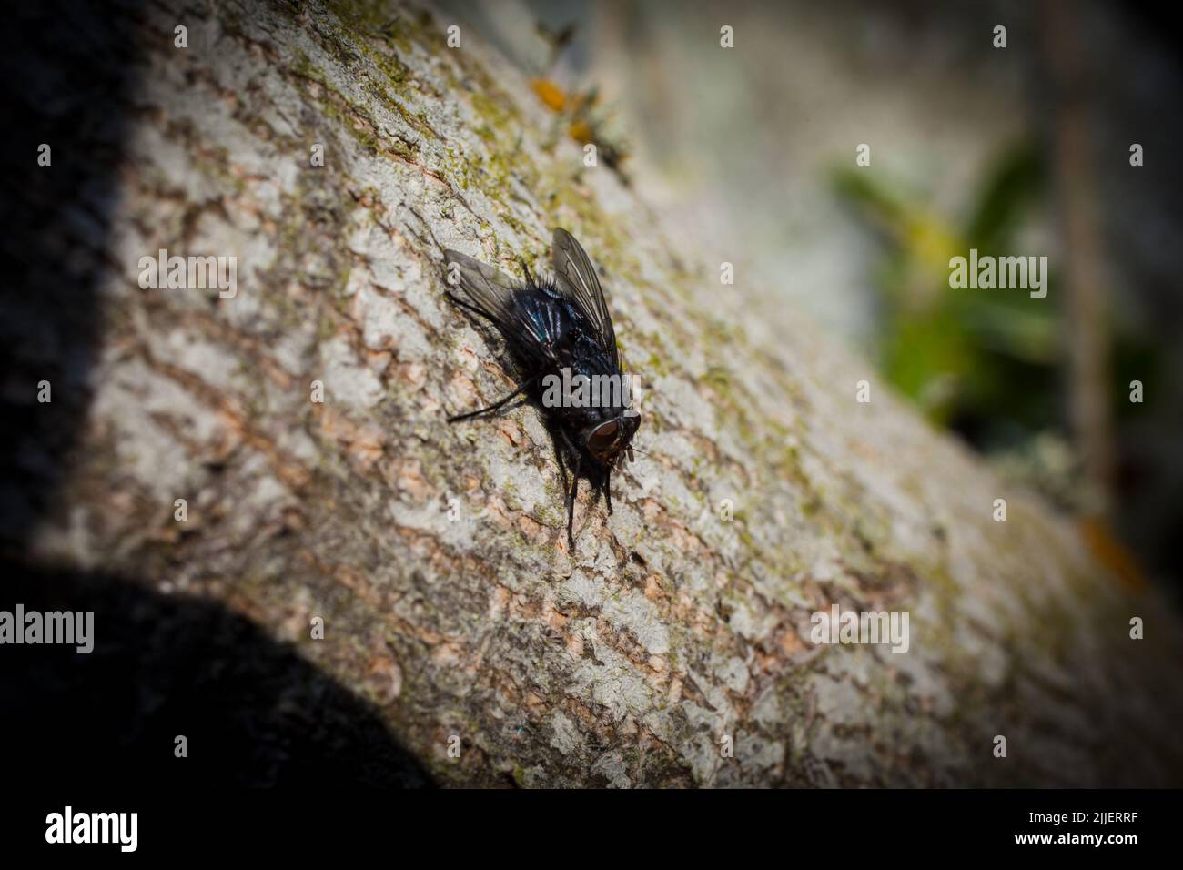 A Look at life in New Zealand: my organic, edible garden. A Blue-bottle ...