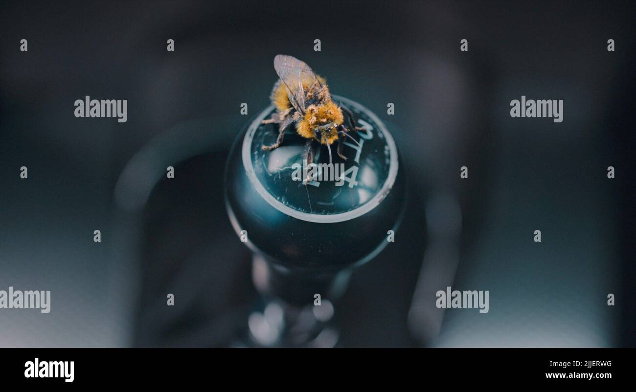 MAN VS. BEE, 'Chapter 8', (Season 1, ep. 108, aired June 24, 2022 ...