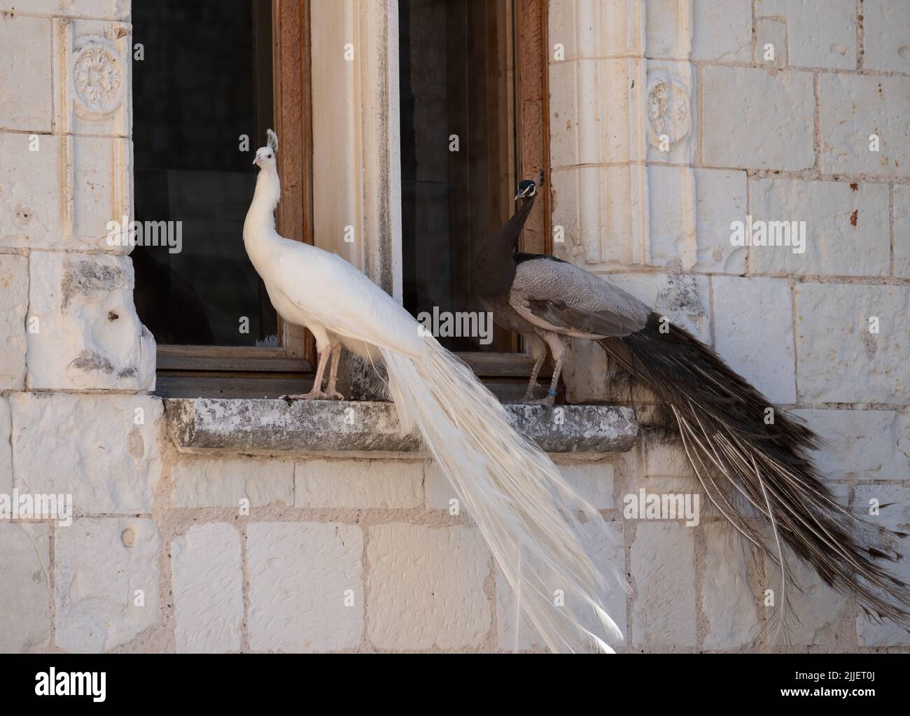 Two peafowl, one a white peahen and the other an opal peacock ...