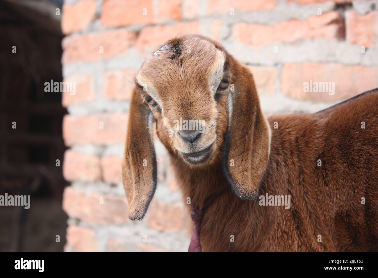 A brown goat looking at the camera against blurred brick wall ...