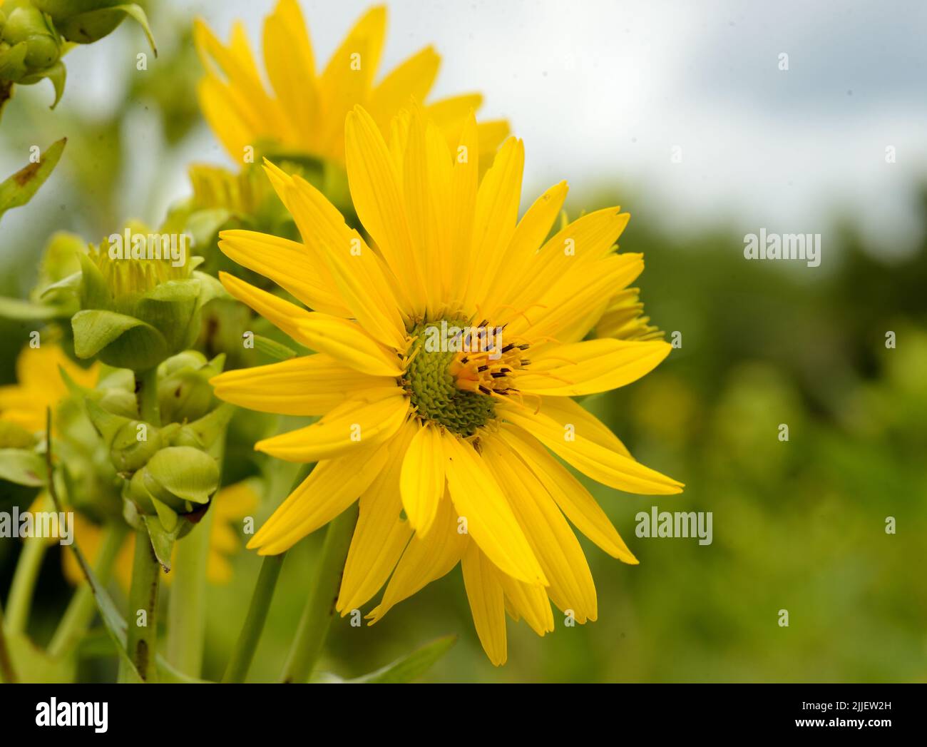 Cup plant (Silphium perfoliatum) bright yellow sunflowers in a prairie ...