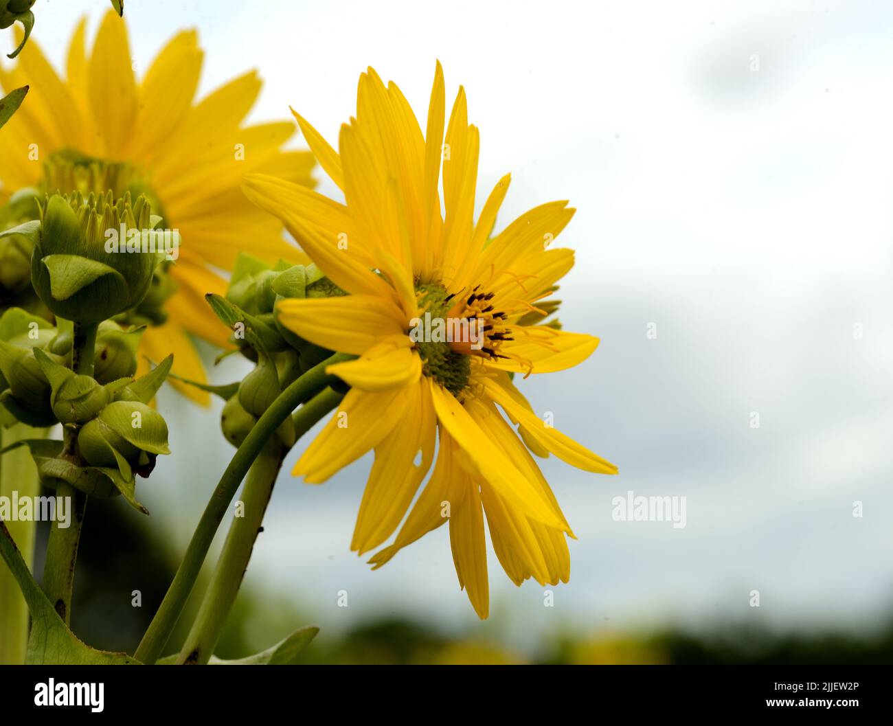 Cup plant (Silphium perfoliatum) bright yellow sunflowers in a prairie ...
