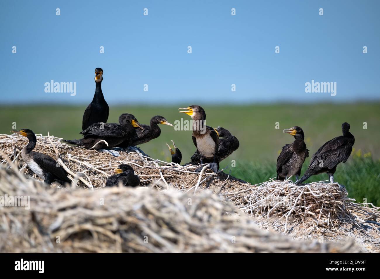 Group of great cormorants or Phalacrocorax carbo on their nests ...