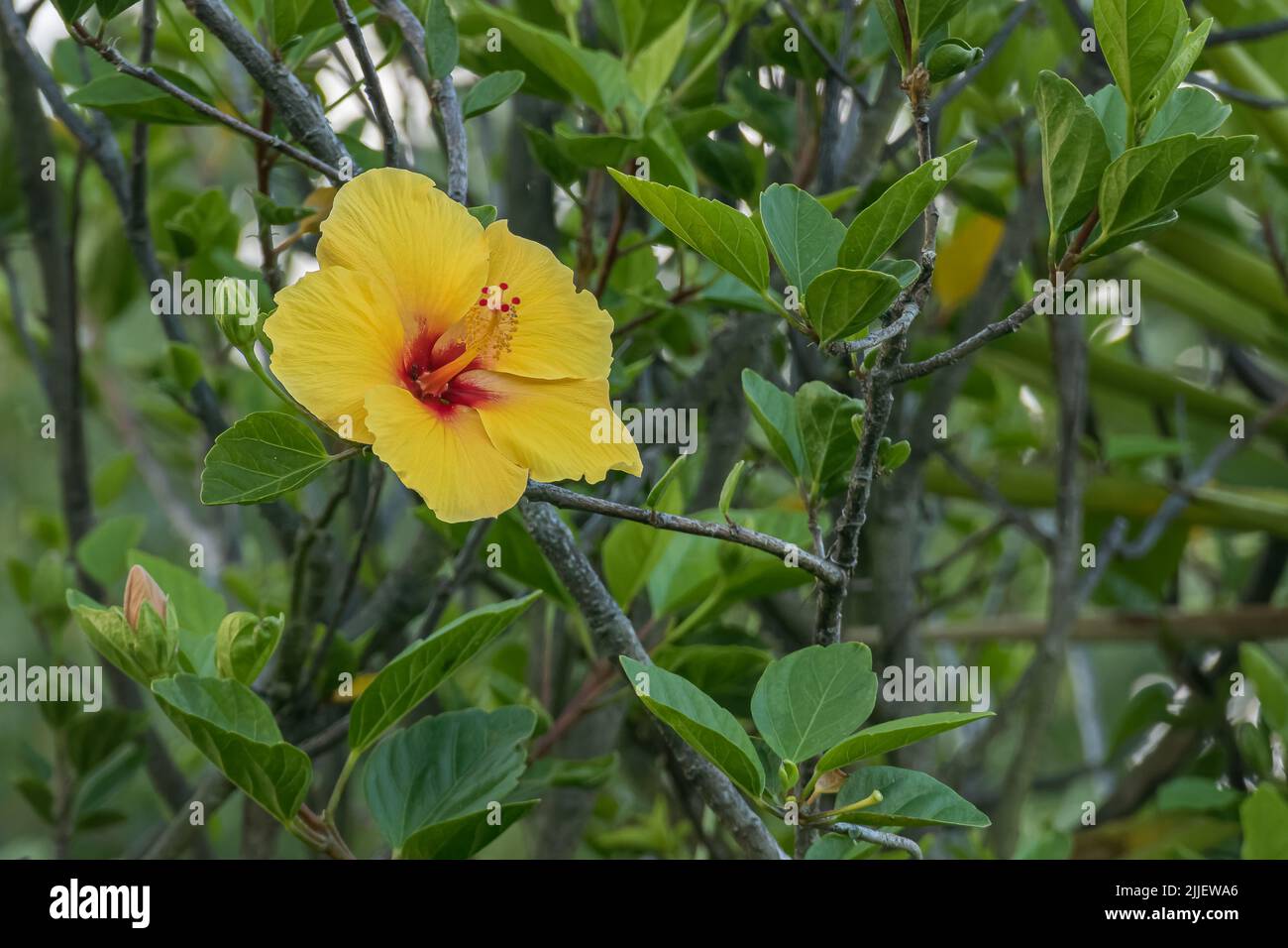 flowering hibiscus plant with one yellow flower open outdoors Stock ...